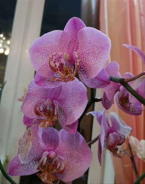 Орхидея фаленопсис Манхеттен