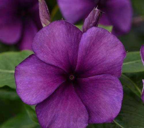 Катарантус (барвинок)