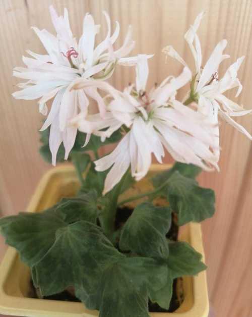 Пеларгония Polestar и фиалочки