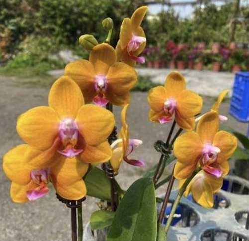 Орхидея фаленопсис Phal. Mainshow Unique Orange Ра