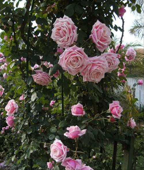 Плетистые ароматные розы