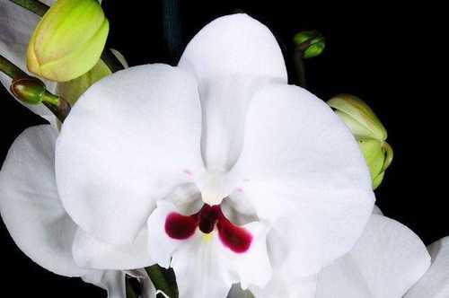 Орхидея Фаленопсис Reyoung prince