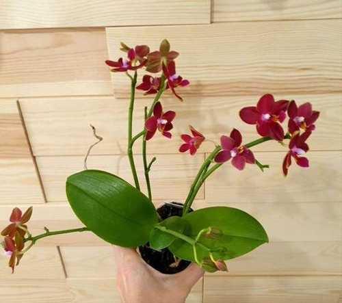 Орхидея фаленопсис Мультифлора 95152 арома феникс