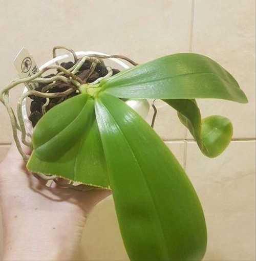 Орхидея фаленопсис Виолацея