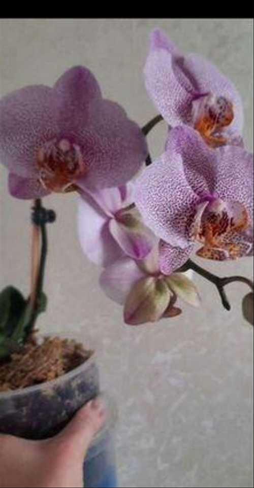 Орхидея фаленопсис, камбрия и др.на реанимацию