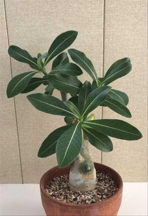 Адениум. Adenium Arabicum