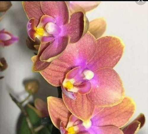 Орхидея Dasty Belle Ароматная Фабрика