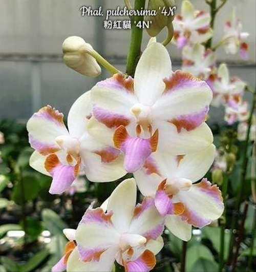 Орхидея Фаленопсис Pulcherima 4n