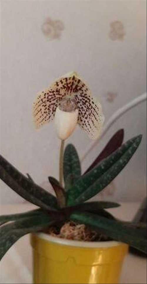 Орхидея Пафиопедилум(Венерин башмачок)