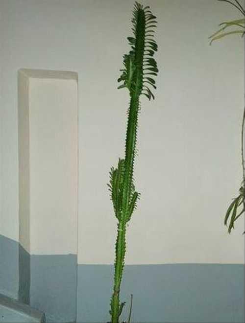 Эуфорбия, или молочай трехгранный, Euphorbia trigo