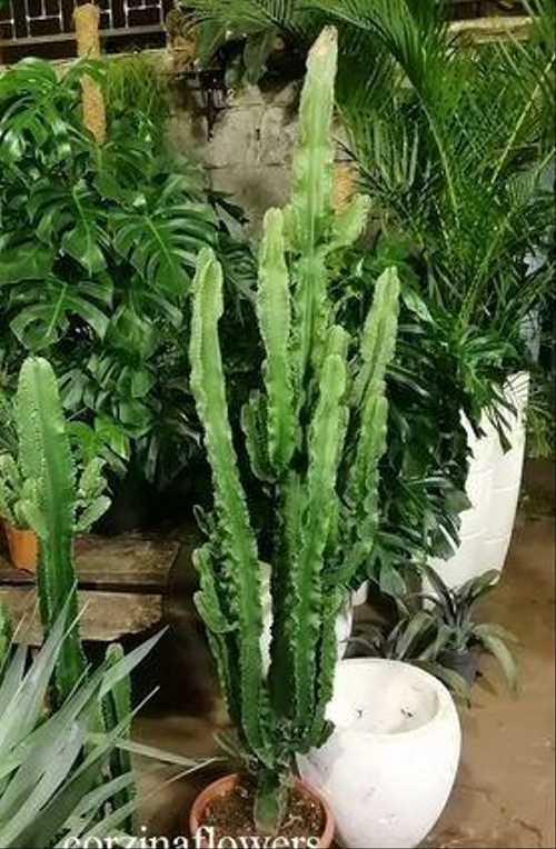 Эуфорбия Эритрея 180-200 см кактус