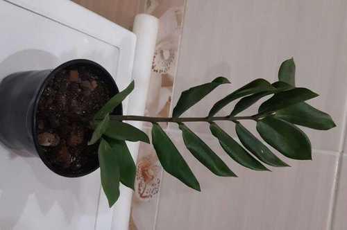 Замиокулькас, долоровое дерево