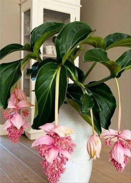 Мединилла Medinilla magnifica