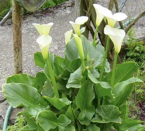 Калла белая корневая