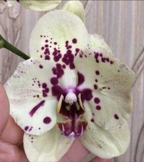 Орхидея фаленопсис бабочка Альбуфеера Пескара