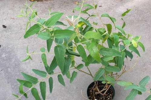 Саженцы Эвкалипт лимонный, Corymbia citriodora