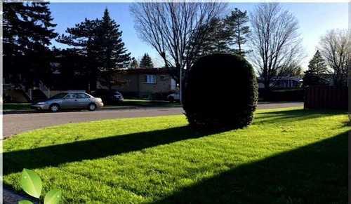 Семена Газон Обочина