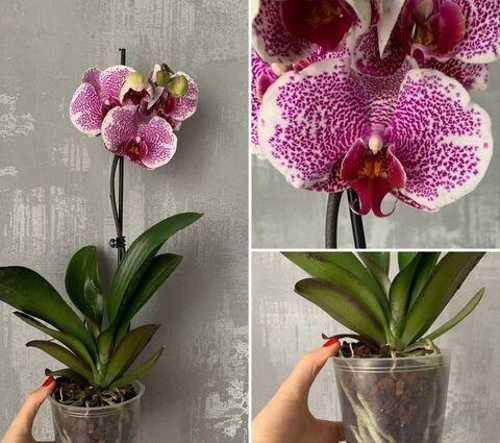 Орхидея фаленопсис пинк дракон