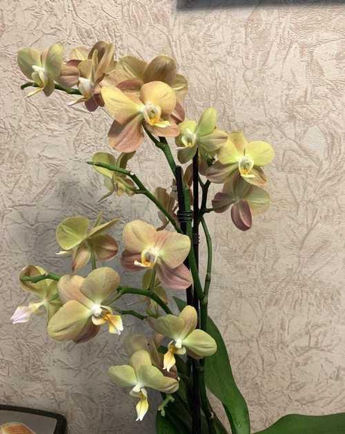 Орхидея фаленопсис «Брион»