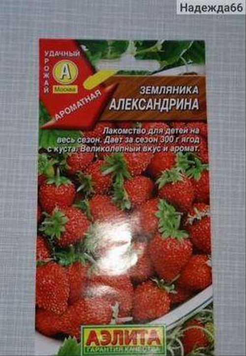 Ремонтантная земляника