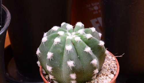 Echinopsis subdenudata (Эхинопсис)