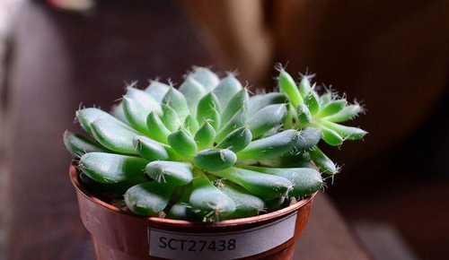 Echeveria Setosa var. Deminuta (Эхеверия Сетоза Де