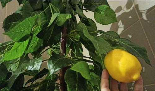 Лимонное дерево искусственое,натуральный ствол