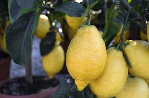 Цитрусовые растения лимоны