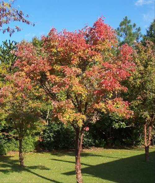 Клен гиннала