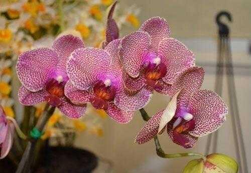 Орхидея Phal. I-Hsin Сезам 2.5" B16