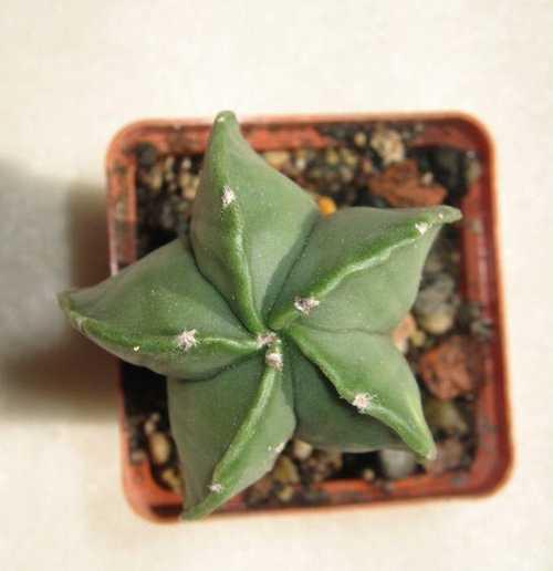Кактус Astrophytum myriostigma nudum