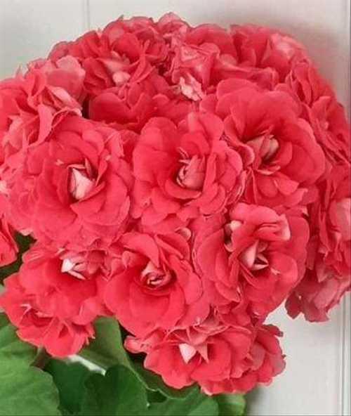 Пеларгония герань сортовая розебуд Селеста Джулия