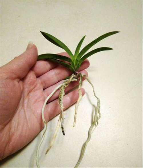 Орхидея неофинетия Neofinetia falcata