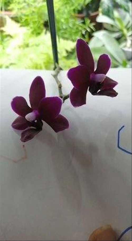 Орхидея фаленопсис, чёрная жемчужина, тайсуко джас