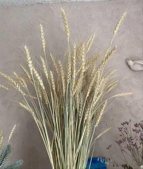 Сухоцвет зерновой (пшеница и ячмень) колоски,50 шт