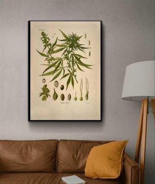Постер “Cannabis”