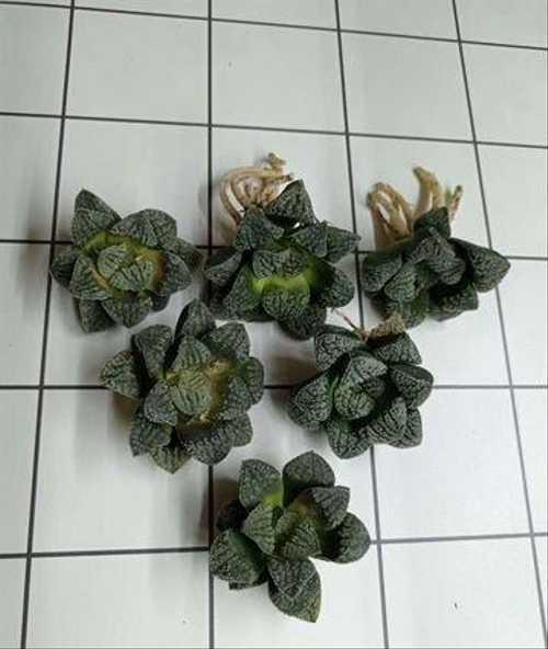 Haworthia Mordor / Хавортия Мордор
