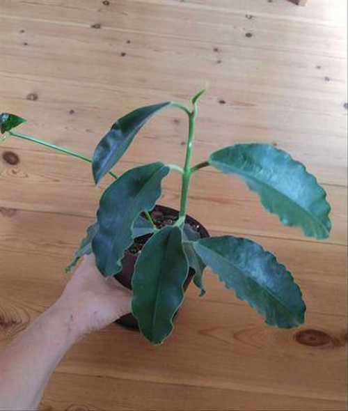 Hoya Imperialis Palawan