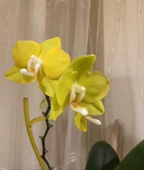 Орхидея фаленопсис phal. Sogo meili