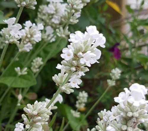 Лавандин белый саженцы в горшках
