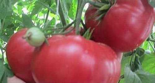 Семена старинного сорта томатов родом из СССР