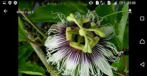 Пассифлора Эдулис. Passiflora Edulis