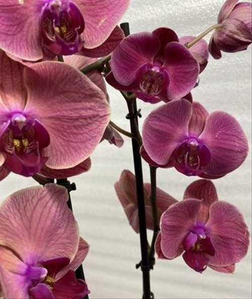 Орхидея фаленопсис «Азиан коралл»
