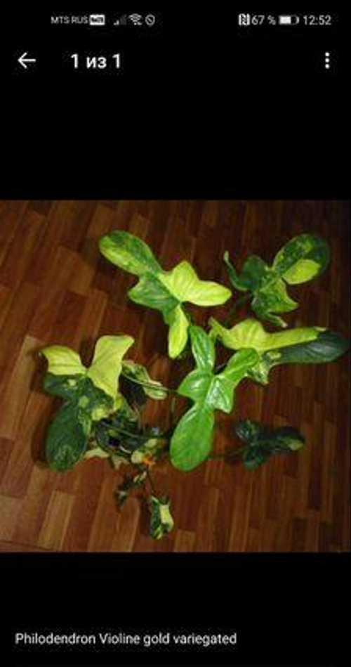 Philodendron Violine gold variegated
