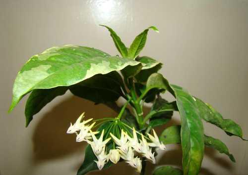 Хойя мультифлора вариегатная