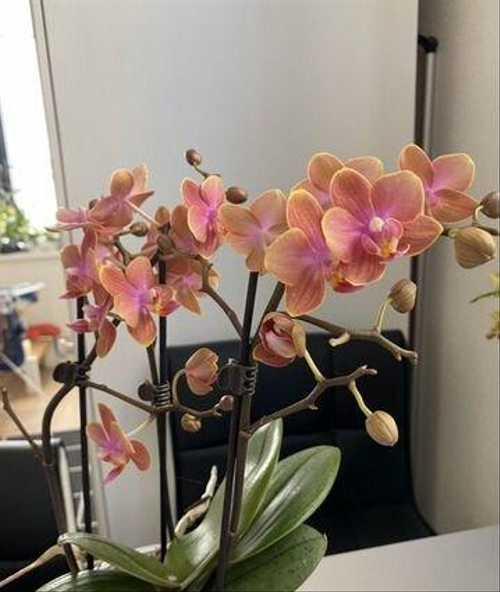 Орхидея фаленопсис Дасти Бель