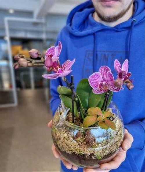 Орхидея во флорариуме (орхидариум)