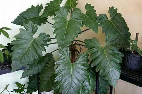 Филодендрон эвансии philodendron evansii отросток