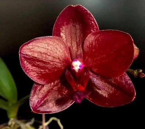 Орхидея Phal. Haur Jih Fairy A06669