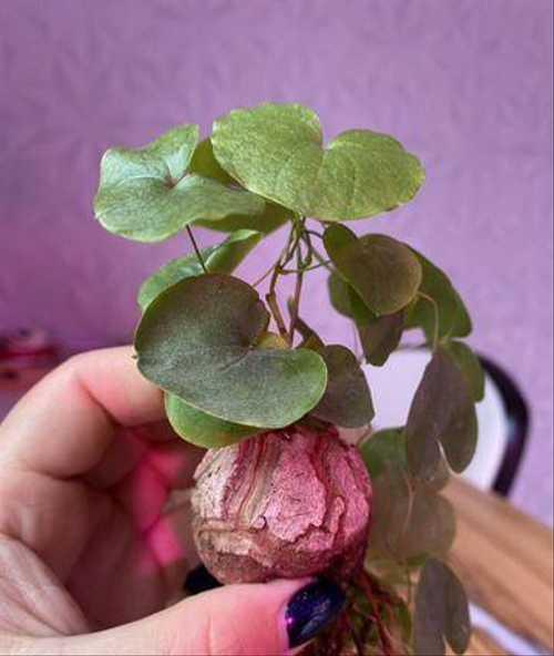 Dioscorea elephantipes диоскорея